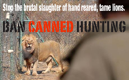 Ban Canned Hunting Ad Campaign by Donalea Patman - Pozible