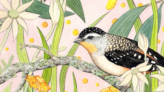 2022 Calendar - Australian Birds by Ingrid Bartkowiak - Pozible