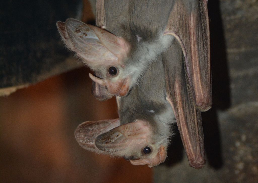 Bat Chat for Conservation by Nicola Hanrahan - Pozible
