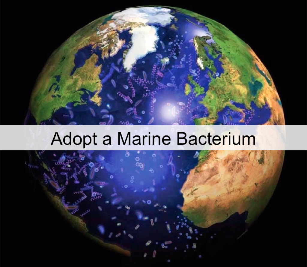 Adopt a Marine Bacterium by Kirianne Goossen - Pozible