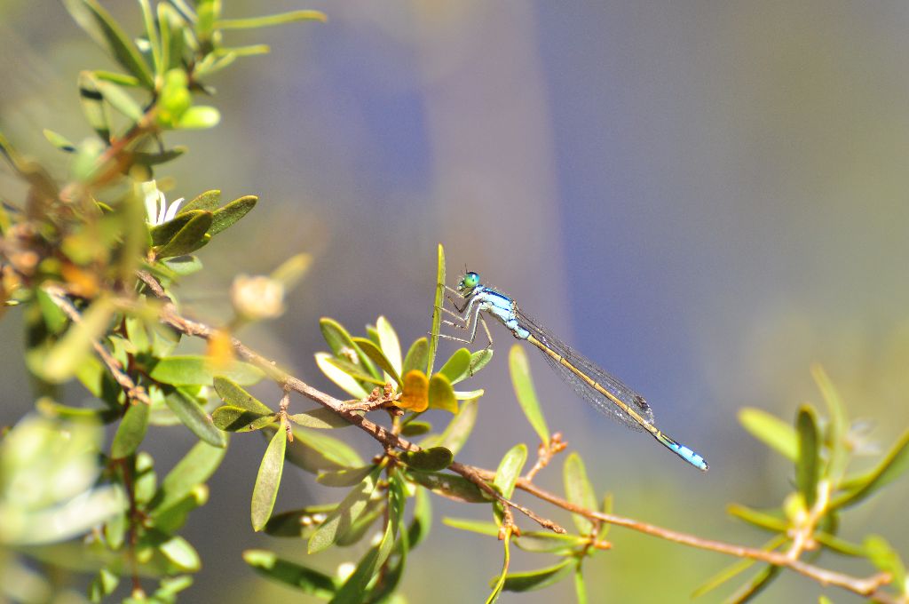 Saving Our Native Wildlife by Tony Ivers - Pozible