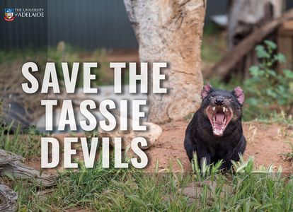 Help save the Tasmanian Devil - University of Adelaide