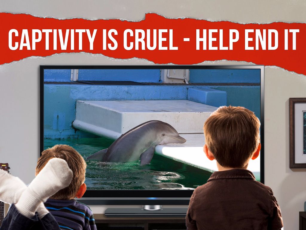 TV ad to end dolphin captivity by Australia for Dolphins - Pozible