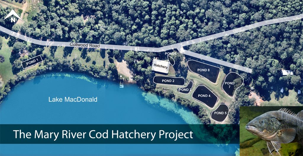 Mary River Cod sponsoring by Dallas Frazier - Pozible